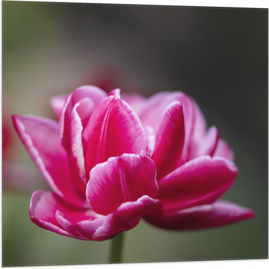 Vlag - Roze Tulp - 80x80 cm Foto op Polyester Vlag | bol