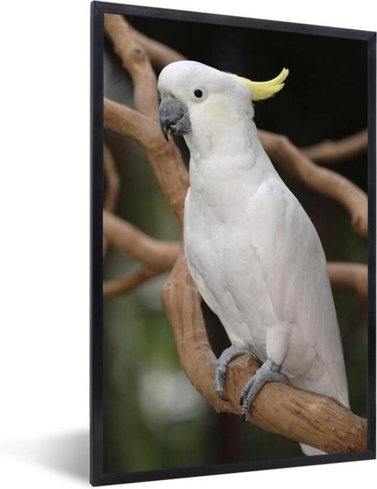 Fotolijst incl. Poster - Witte kaketoe met een gele kuif in een boom ...