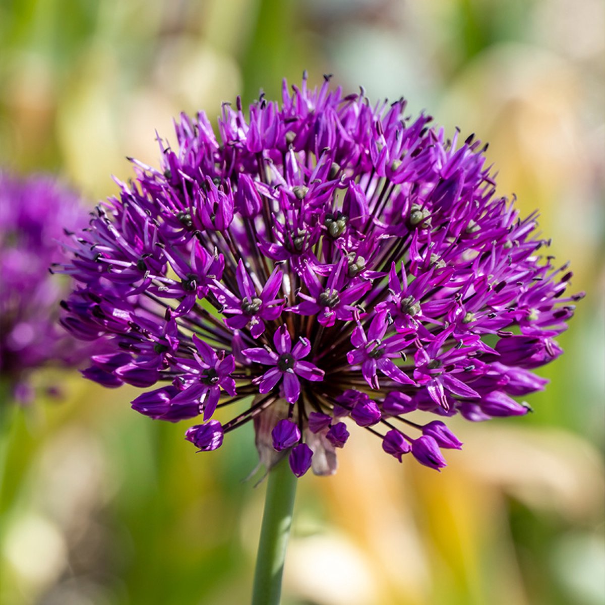 Allium Purple Sensation | 10 stuks | Paars | Sierui Bollen | bol.com