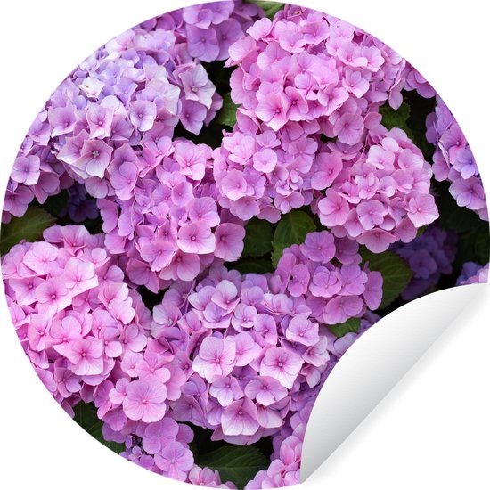 WallCircle - Behangcirkel - Hortensia - Bloemen - Roze - Planten - Natuur - Behang... | bol