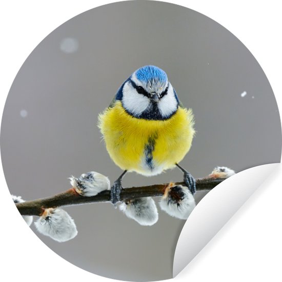 WallCircle - Behangcirkel - Pimpelmees - Vogel - Tak - Bloemen - Zelfklevend behang -... | bol