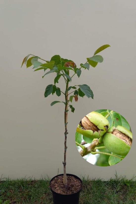 Jonge Walnotenboom | Juglans regia ' | 60-80cm hoogte | bol.com