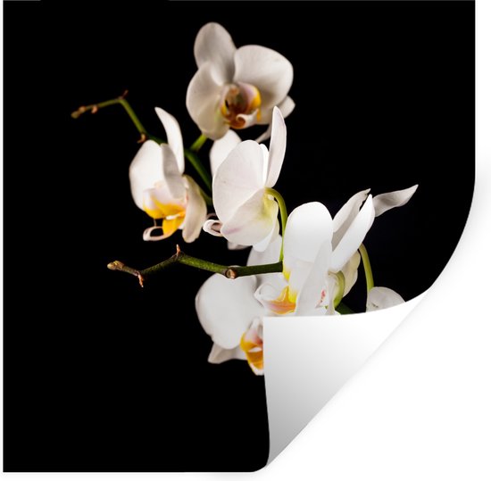 Muurstickers - Sticker Folie - Orchidee - Bloemen - Planten - Botanisch - 50x50 cm -... | bol