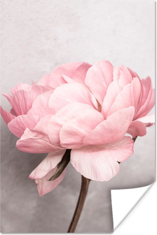 Poster Bloemen - Roze - Natuur - Plant - 120x180 cm XXL | bol