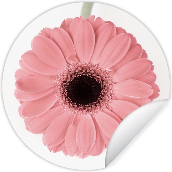 WallCircle - Muurstickers - Behangcirkel - Bloem - Roze - Natuur - Plant - ⌀ 30 cm -... | bol