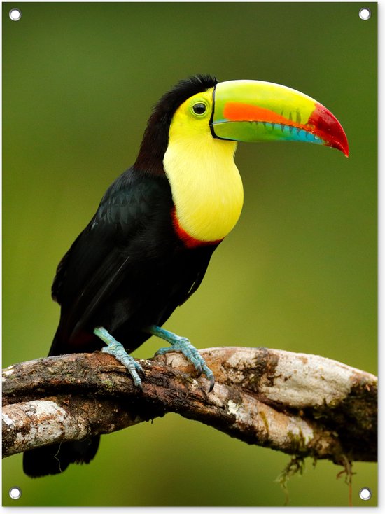 Tuinposter 60x80 cm - Tuindecoratie Vogel - Toekan - Regenboog - Groen ...