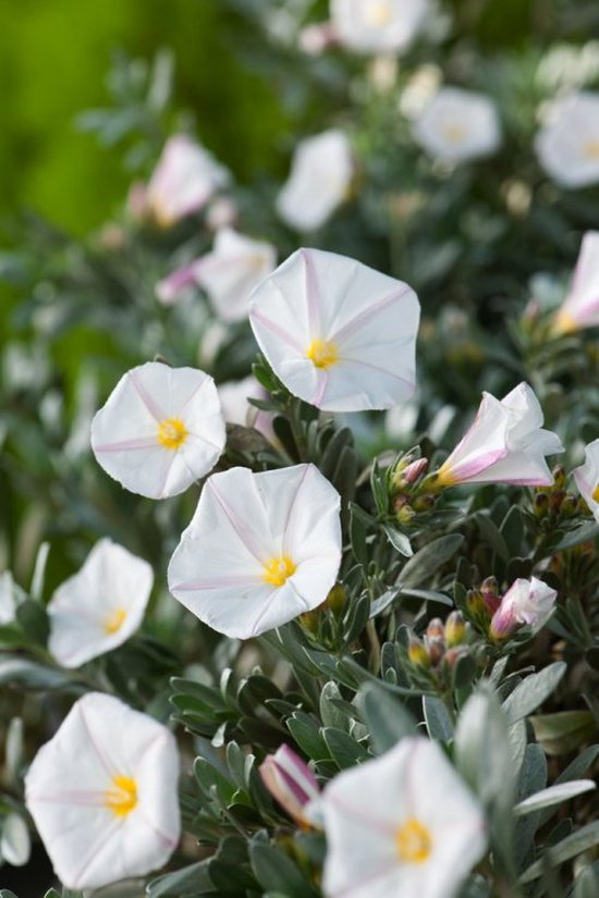 Convolvulus cneorum - 2 liter pot | bol