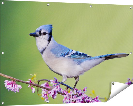 Gards Tuinposter Blauwe Gaai Vogel op een Tak - Kleur - 120x80 cm ...