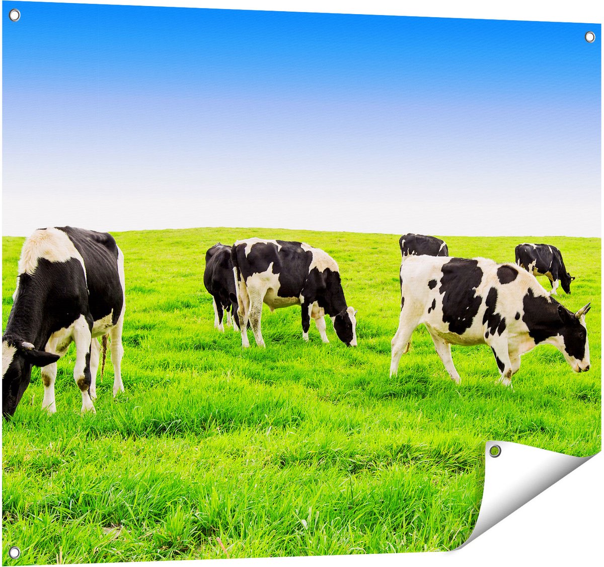 Affiche de jardin du Gards Troupeau de vaches dans le pré - Ciel bleu ...
