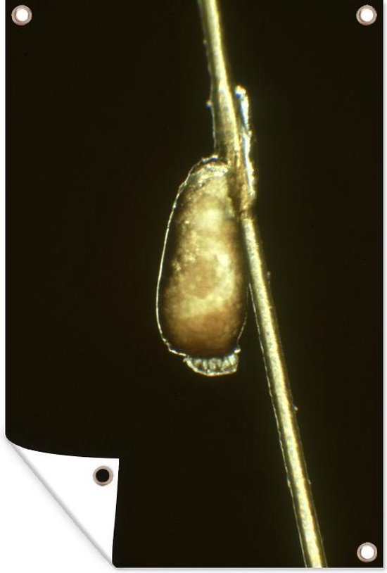 Affiche de jardin Luizenei en vrac 120x180 cm - Toile de jardin / Toile ...