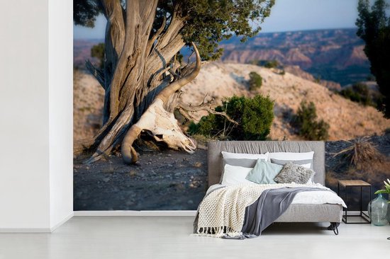 Behang - Fotobehang Een Texas Longhorn schedel in Palo Duro - Breedte ...