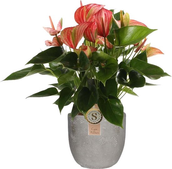 Anthurium 'Livium Red' in Mica sierpot Jimmy (lichtgrijs) ↨ 60cm ...