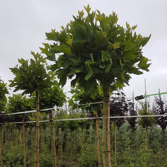 Bolplataan - Platanus acerifolia Alphens Globe | Omtrek: 8-12 cm ...