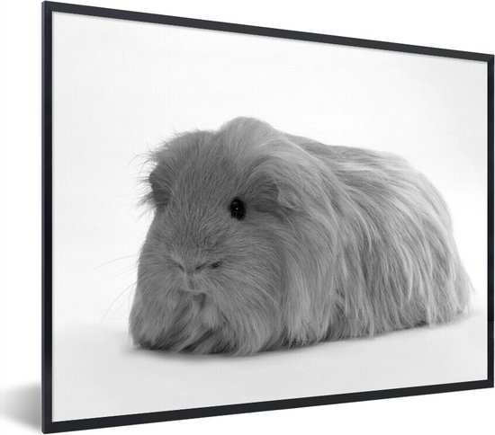 Sheltie cavia - zwart wit | bol.com