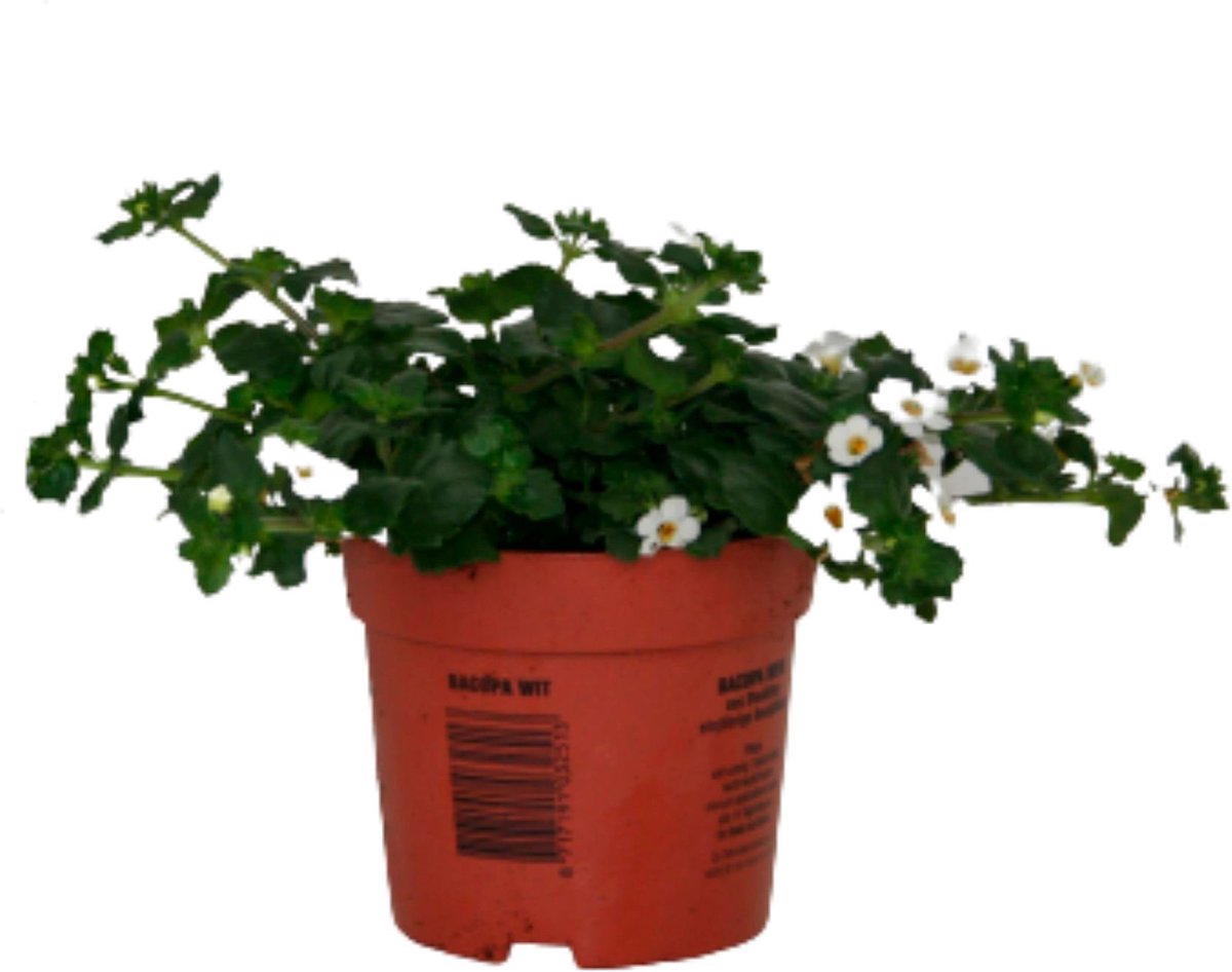 3x Bacopa ''Megacopa'' - Sutera diffusa - Witte bloemen - Bloeiende ...