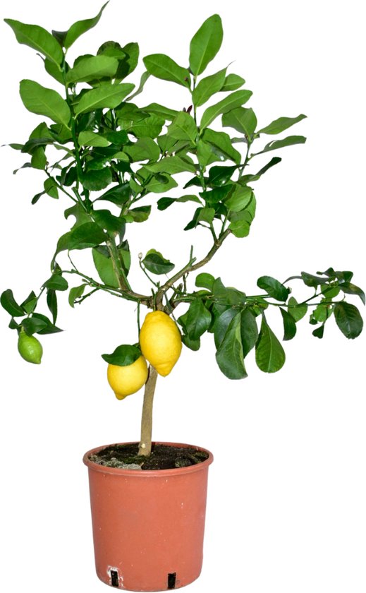 ZynesFlora - Citroenboom – Citrusplant - Citroenplant - Ø 20 cm - ↕ ...