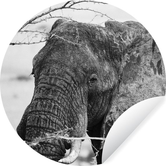 WallCircle - Muurstickers - Behangcirkel - Olifant - Dieren - Takken - Natuur - Zwart... | bol