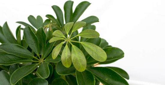 Schefflera Compacta op stam - 50cm | bol