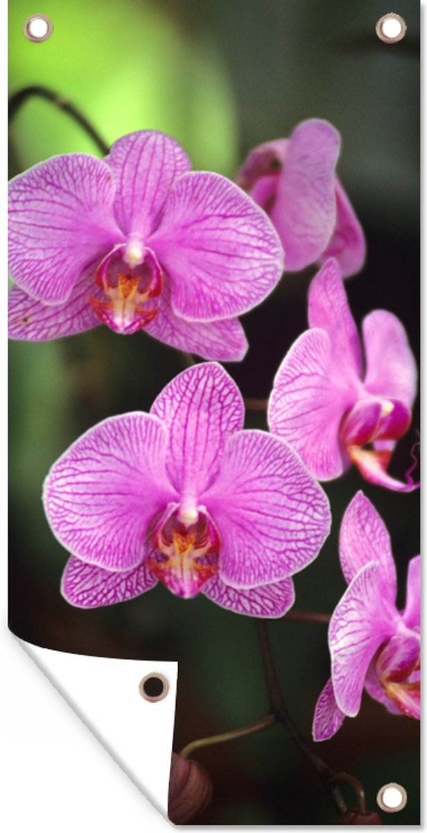 Décoration murale d'extérieur Orchidée rose - 80x160 cm - Toile de ...