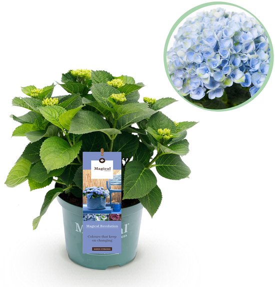 Tuinplantenshop.com | Hortensia - Hydrangea Magical Revolution Blue ...
