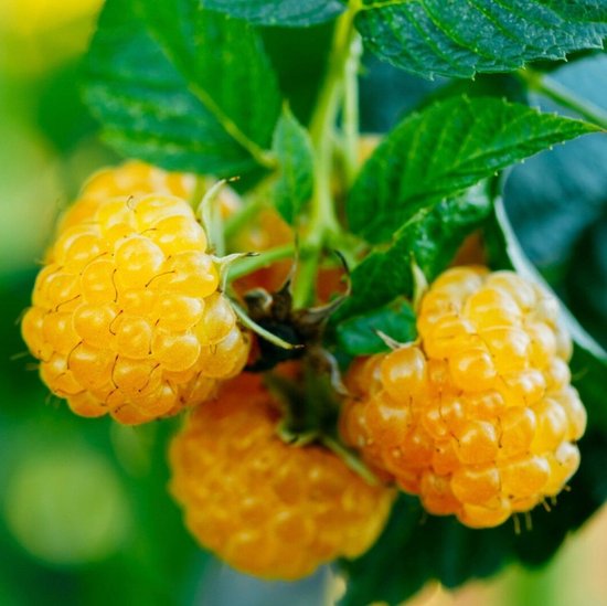 8 x Frambozenstruik Fallgold Gele Framboos - Winterharde Fruitplant ...