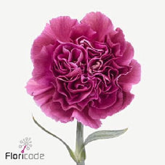 20x Dian.miss beautiful 60cm | bol