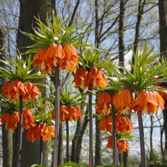 Fritillaria imperialis Aurora | bol.com