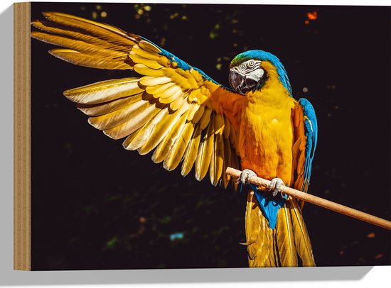 WallClassics - Hout - Ara Papegaai met Geel Gouden Vleugels - 40x30 cm ...