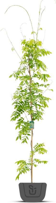 Witte regen | Wisteria in soorten | Wisteria brachybotrys Shiro Kapitan ...