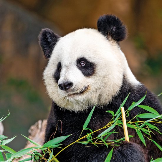 Panda Kalender 2023 | bol