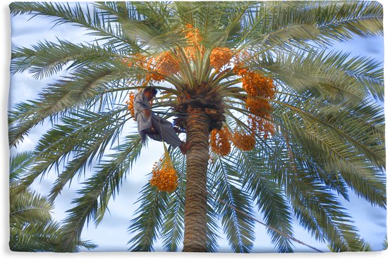 Kussenhoes 60x40 cm - Dadelboom geposeerd voor helderblauwe lucht ...