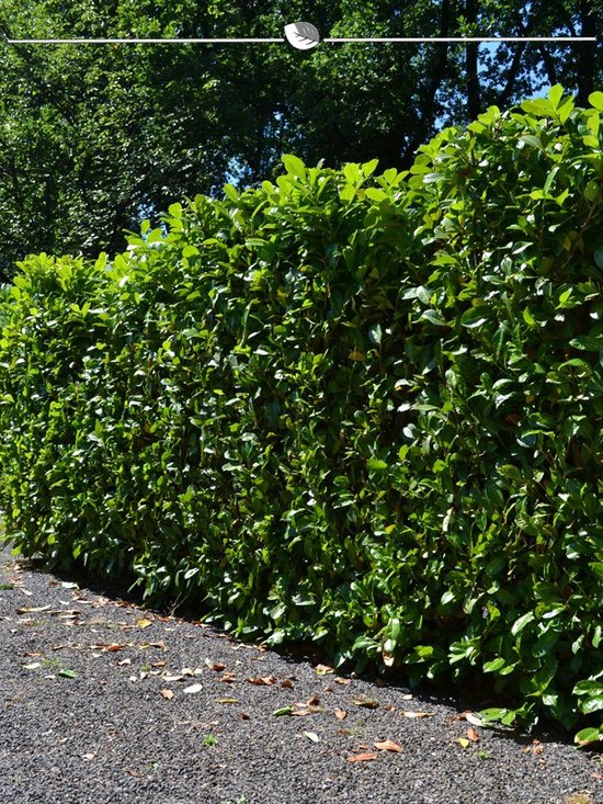 Laurier Prunus Novita 180-200 cm in Pot, 4x Haagplant | bol.com