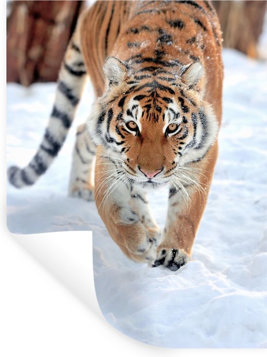 Muurstickers - Sticker Folie - Tijger - Sneeuw - Dieren - 60x80 cm - Plakfolie -... | bol