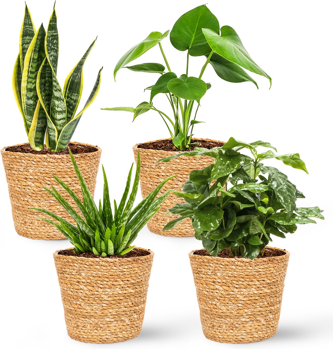 WL Plants - Maki Naturel - Set van 4 - Plantenmand - Plantenmand Binnen ...