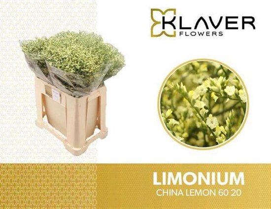 25x Lim.china lemon 60cm | bol