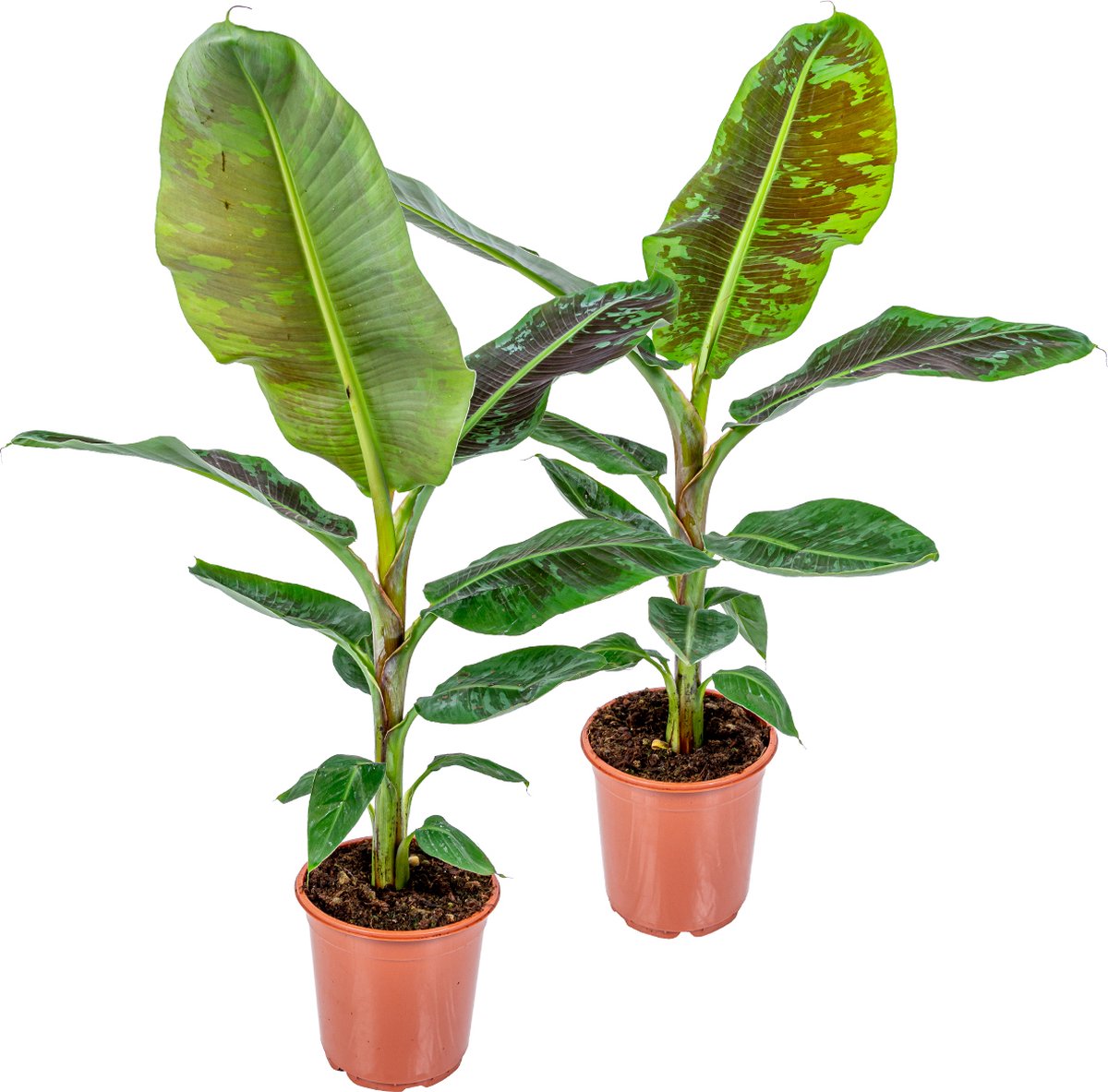 2x Musa Cavendish - Bananenplant - Kamerplant - Luchtzuiverend - ⌀21 cm - 90-100 cm | bol