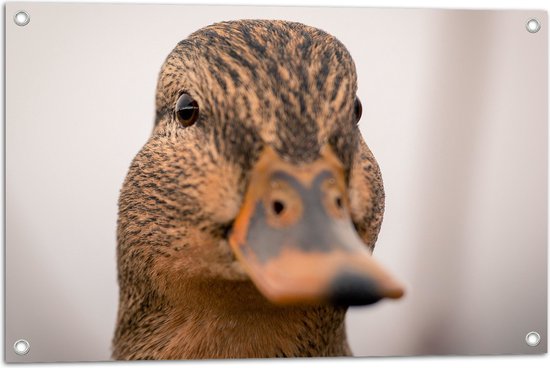 WallClassics - Tuinposter – Close-up van Bruine Vrouwelijke Eendenkop ...