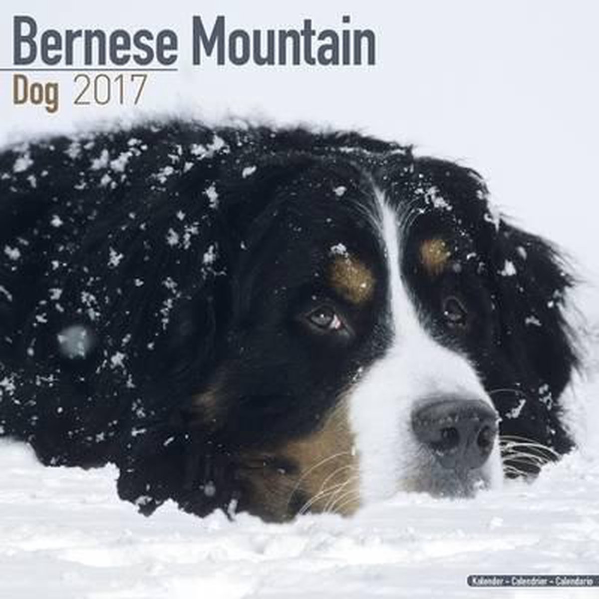 Berner Sennen Kalender 2017 Avonside | bol.com