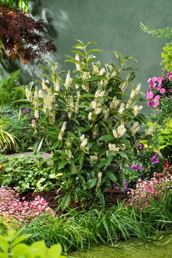 Prunus laurocerasus 'Novita' Kluit 100-120 cm | bol