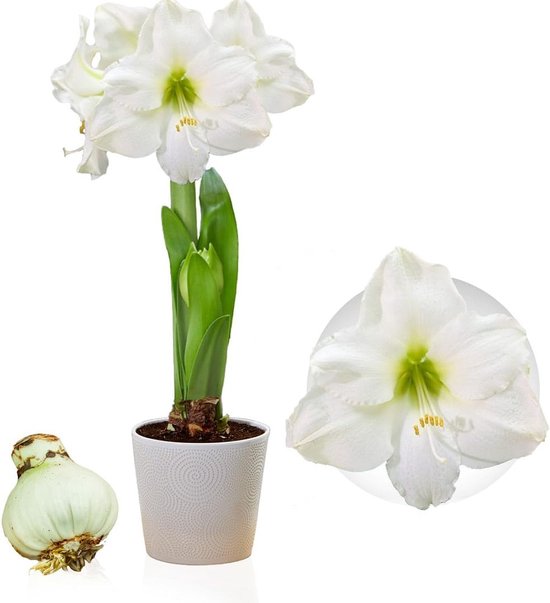 Amaryllis Bol - White Passion - Bloembollen - 1 stuk - Wit - Bloem ...
