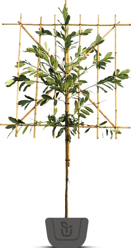 Laurier als leiboom | Prunus laurocerasus Elly | Stamomtrek: 6-8 cm ...