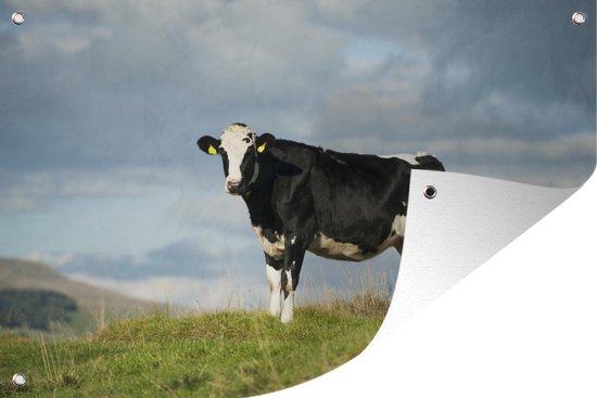 Portrait d'une vache frisonne dans la nature Affiche de jardin 120x80 ...