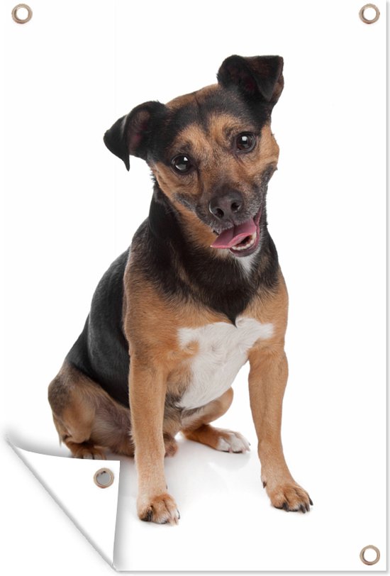 Tuinposter - Tuindoek - Tuinposters buiten - Speelse Jack Russel hond ...