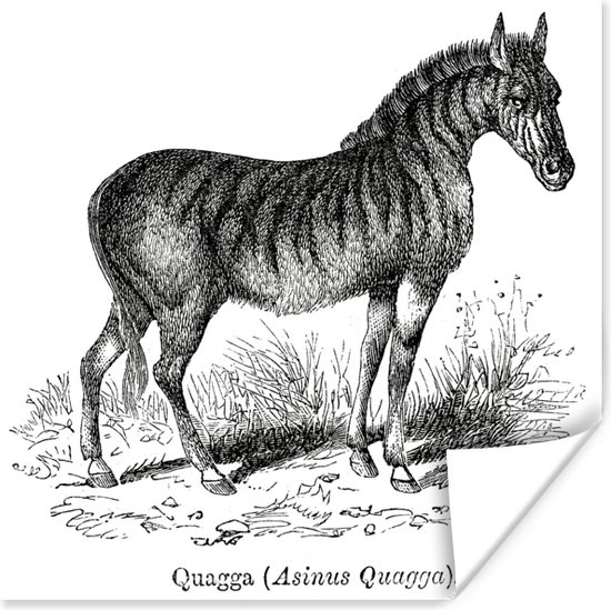 Poster tekening van de Quagga - 75x75 cm | bol