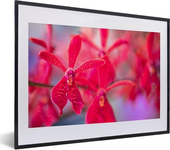 Rode orchidee in de zomer | bol.com