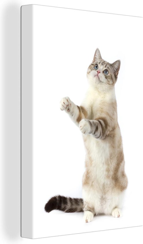 Canvas Schilderij Kat staande op achterpoten - 80x120 cm - Wanddecoratie | bol