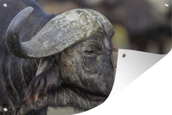 Tuinposters buiten Buffel - Vogel - Dieren - 90x60 cm - Tuindoek ...