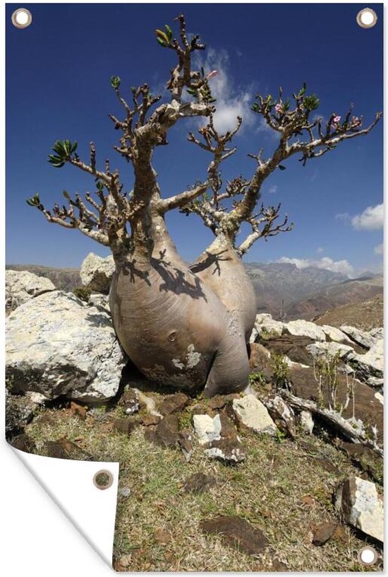 Tuindecoratie Woestijnroos op het Socotra eiland in Azië - 40x60 cm ...