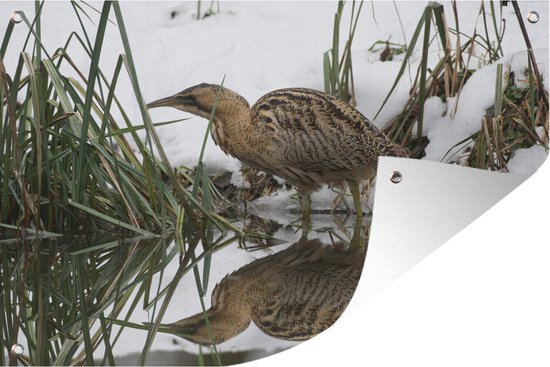 Tuinposters buiten Een roerdomp op jacht in het water - 90x60 cm ...