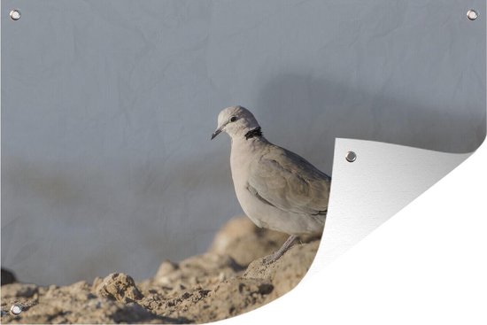 Tuinposters buiten Tortelduif - Stenen - Dieren - 90x60 cm - Tuindoek ...